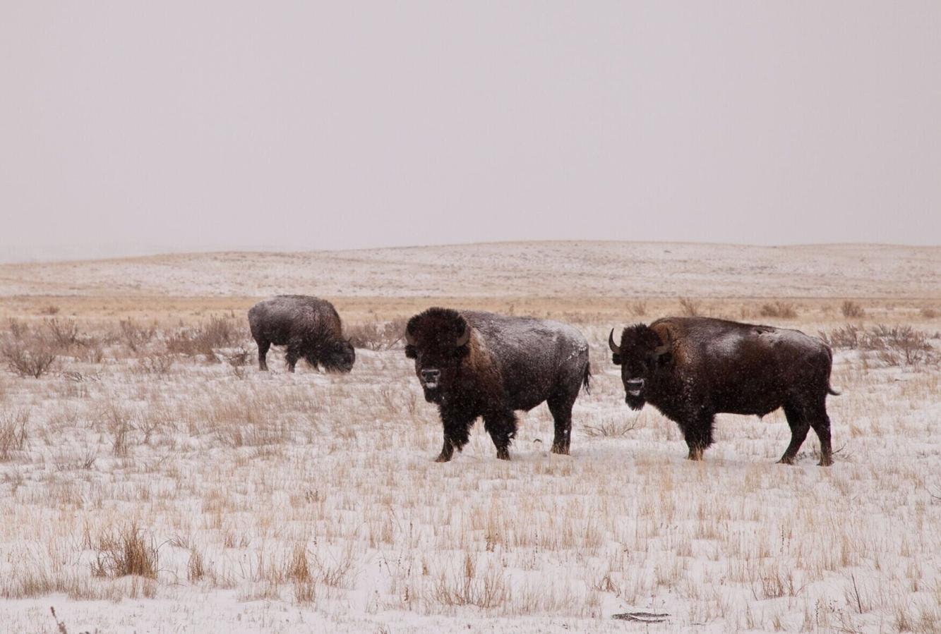 Missoula group appeals BLM move on northeastern Montana bison ...