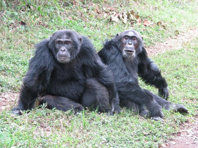 War of the planet of the apes? Chimp conflict causes ‘civil war ...