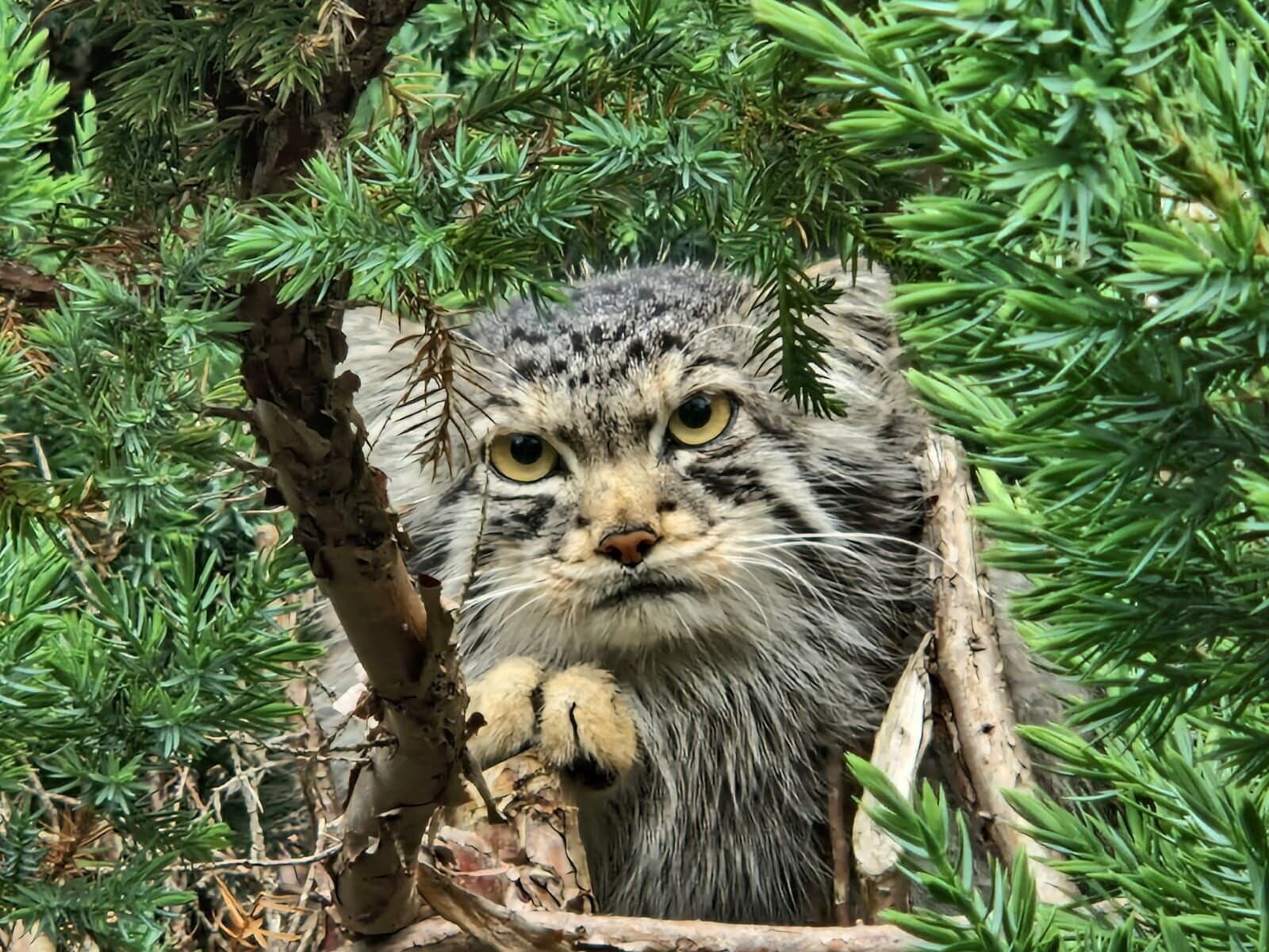 Zoo looking for ‘grumpy cat’ to hook up with this crabby kitty ...