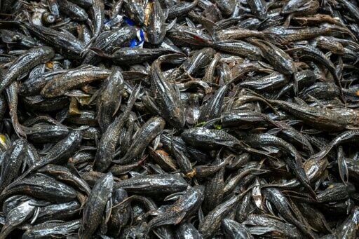 Troubled waters: Jakarta battles deadly, invasive suckerfish | National ...