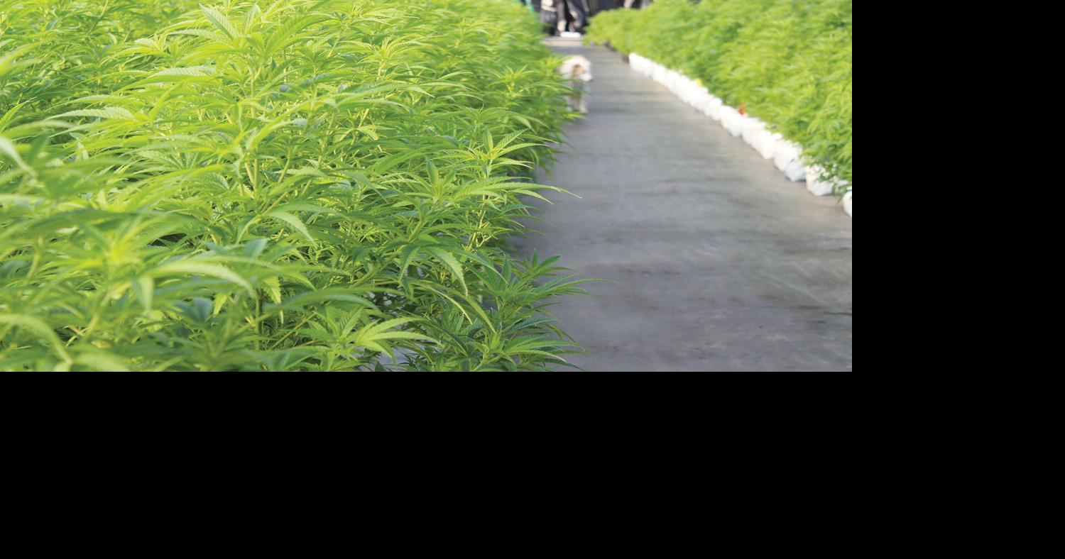 Ecofibre becomes part of the growing hemp industry in KY | News | news-graphic.com