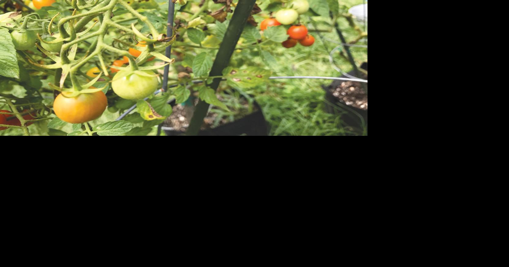 ‘Tommy Toes’ can be enjoyed in more than just salads | News | news ...