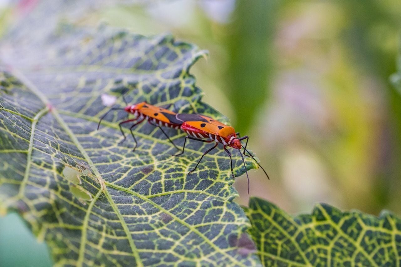 Are there 14 million more insect species than previously thought ...