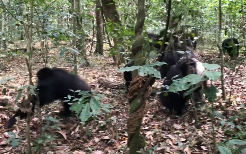 War of the planet of the apes? Chimp conflict causes ‘civil war ...