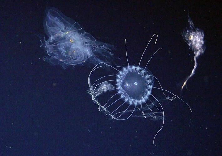 Deep-sea mission uncovers 31 new species | National | news-graphic.com