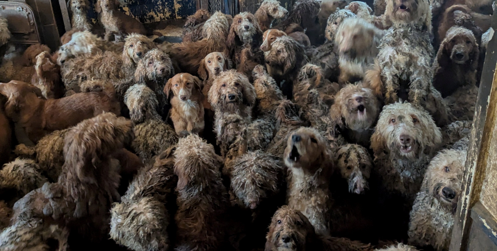 Poodles abandoned in squalid home find forever homes | National | news ...