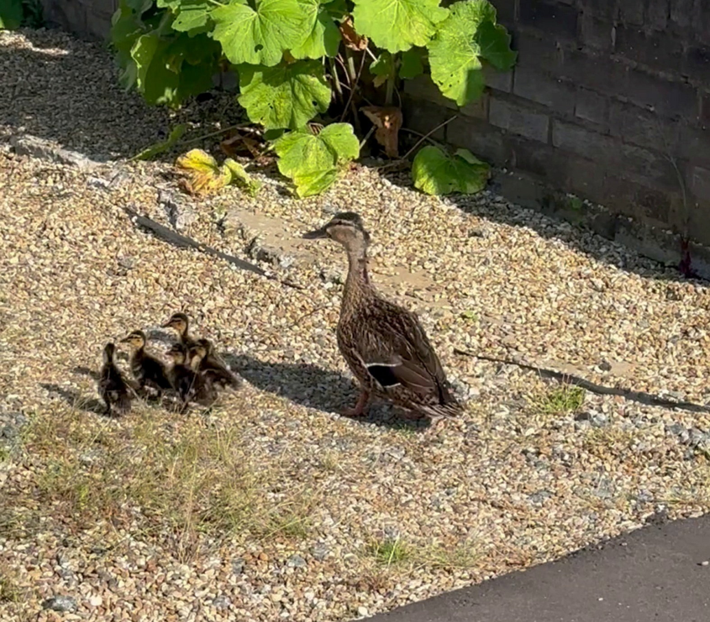 Window cleaner rescues three ducklings trapped in storm drain ...
