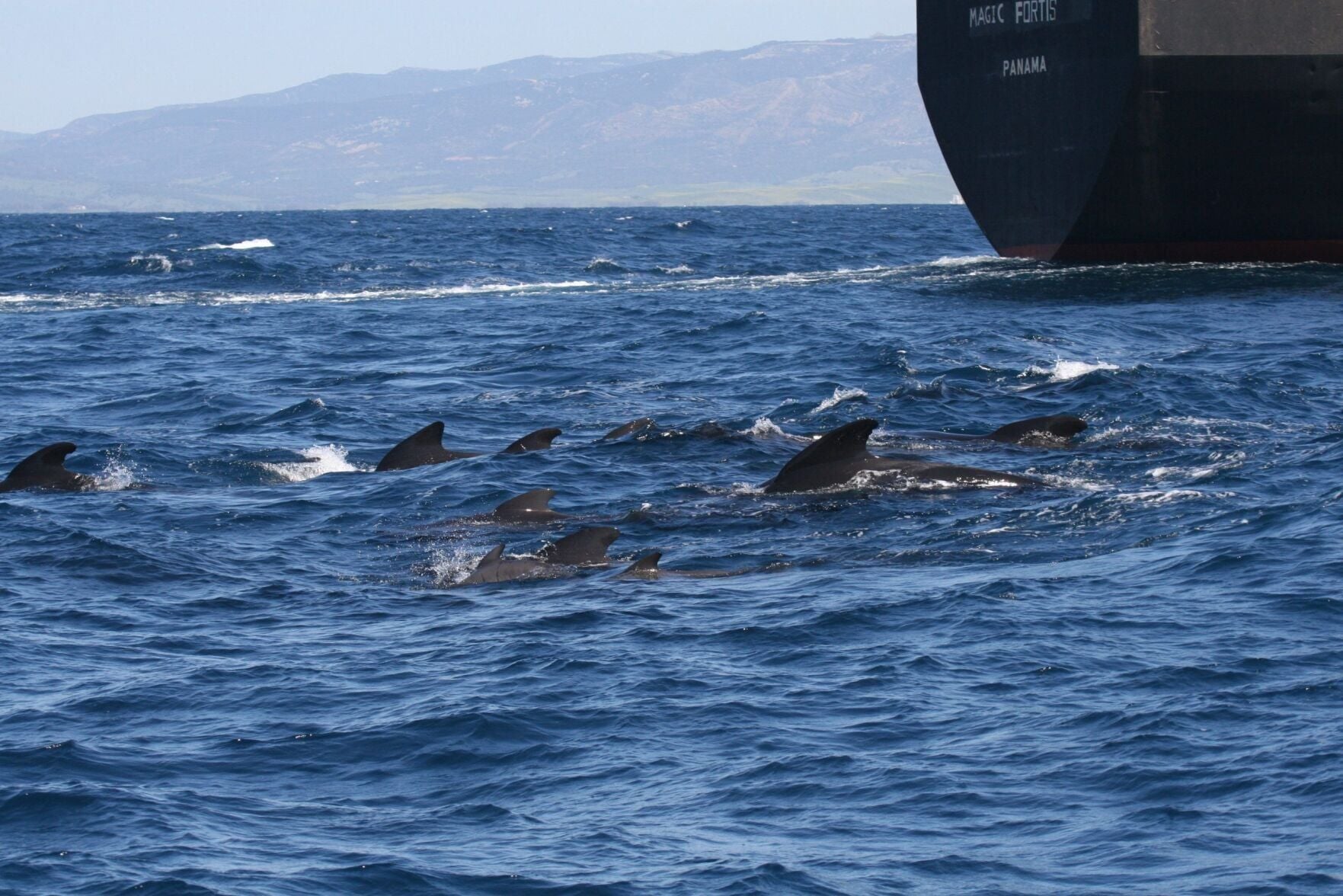 Shipping noise drowning out endangered pilot whales’ calls | National ...
