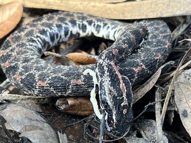 Research warns snakes facing extinction due to deadly diseases ...