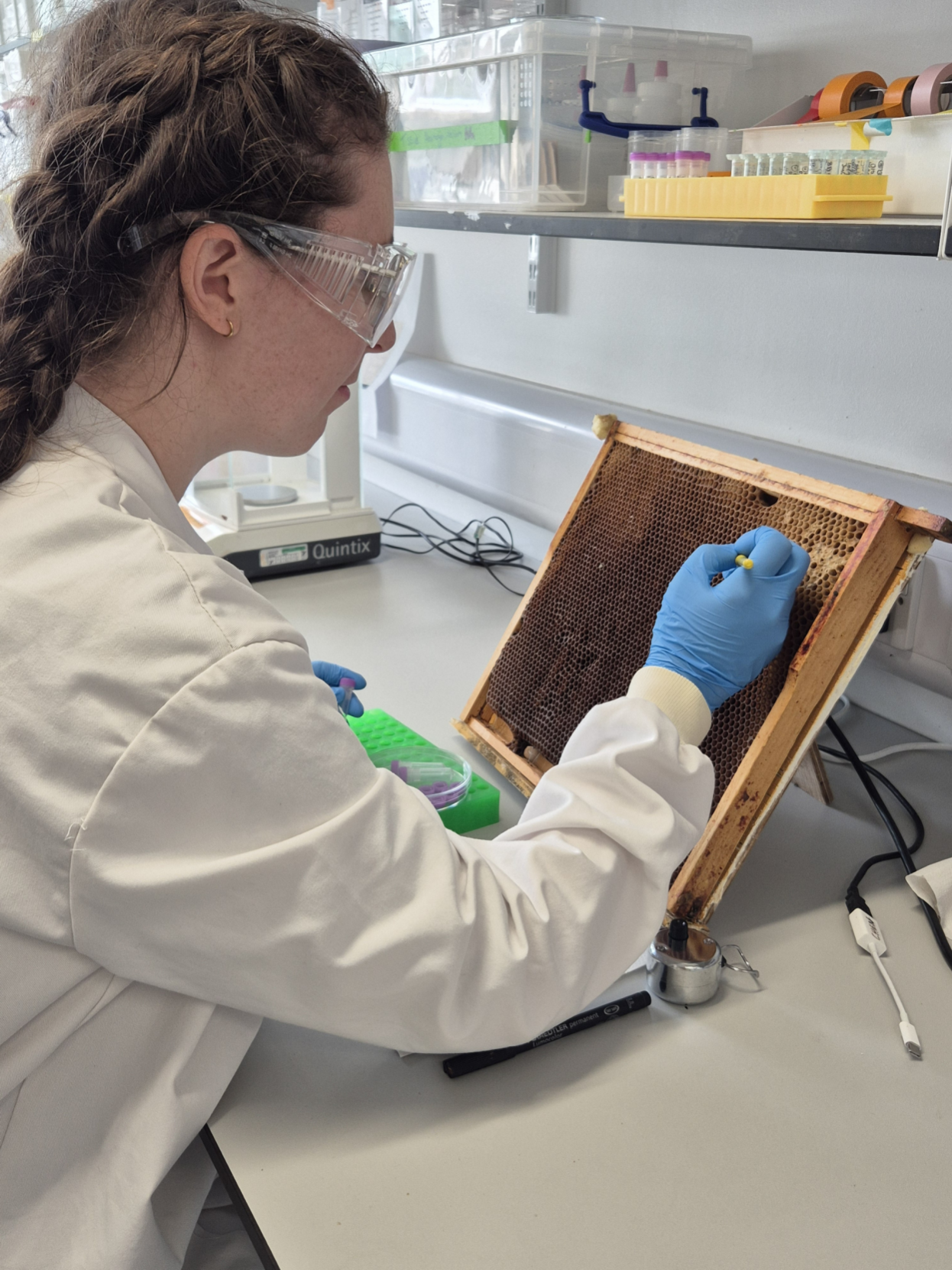How honeybees make ‘baby food’ for their larvae | National | news ...