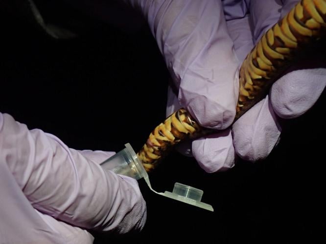 Research warns snakes facing extinction due to deadly diseases ...