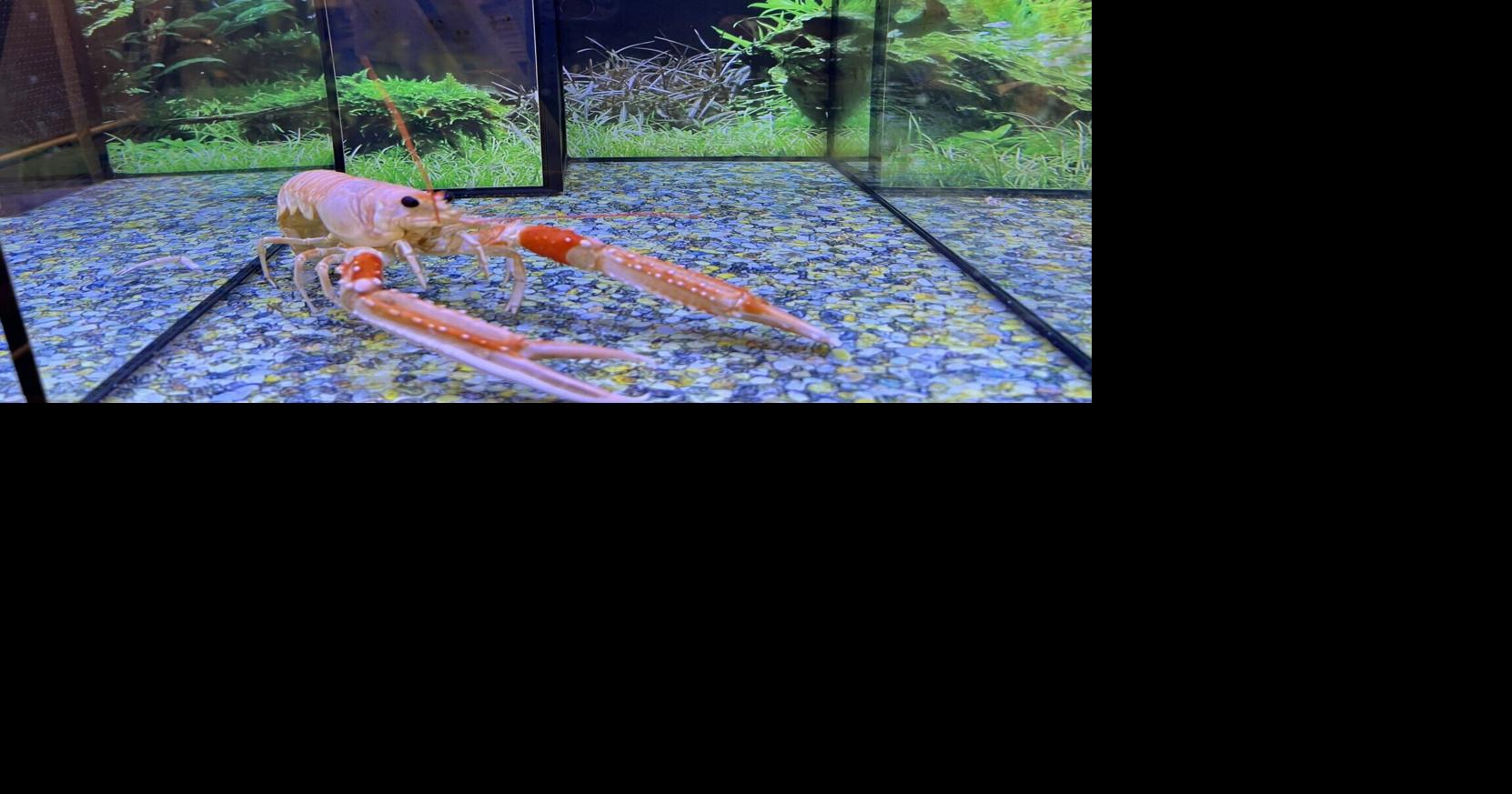 Can lobsters feel pain? | National | news-graphic.com