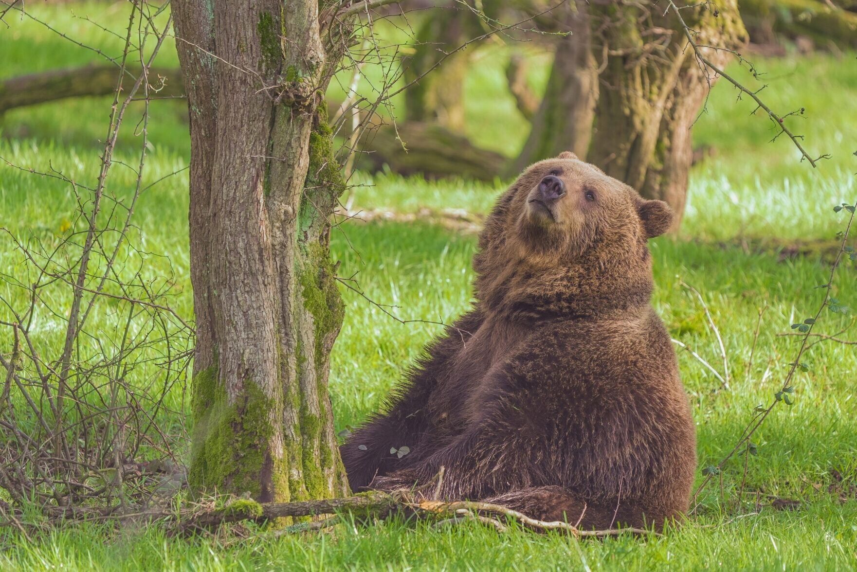 Watch bears bask in sun after waking up from restful hibernation ...