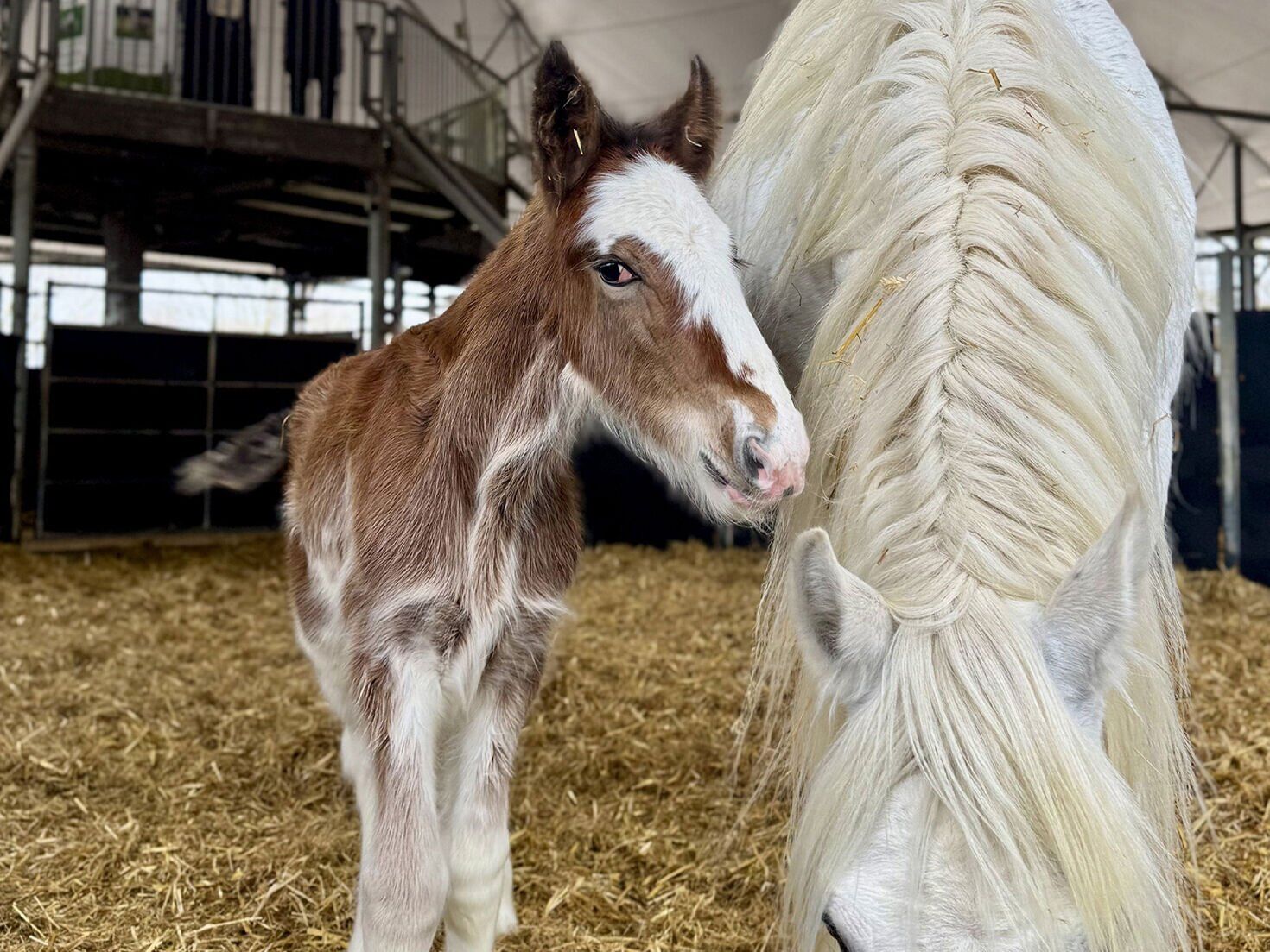 Rare Shire horse born at family-run farm | National | news-graphic.com