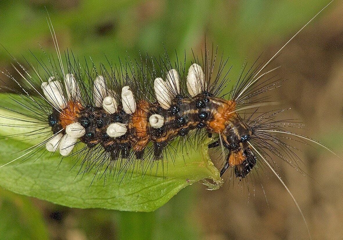 Are there 14 million more insect species than previously thought ...