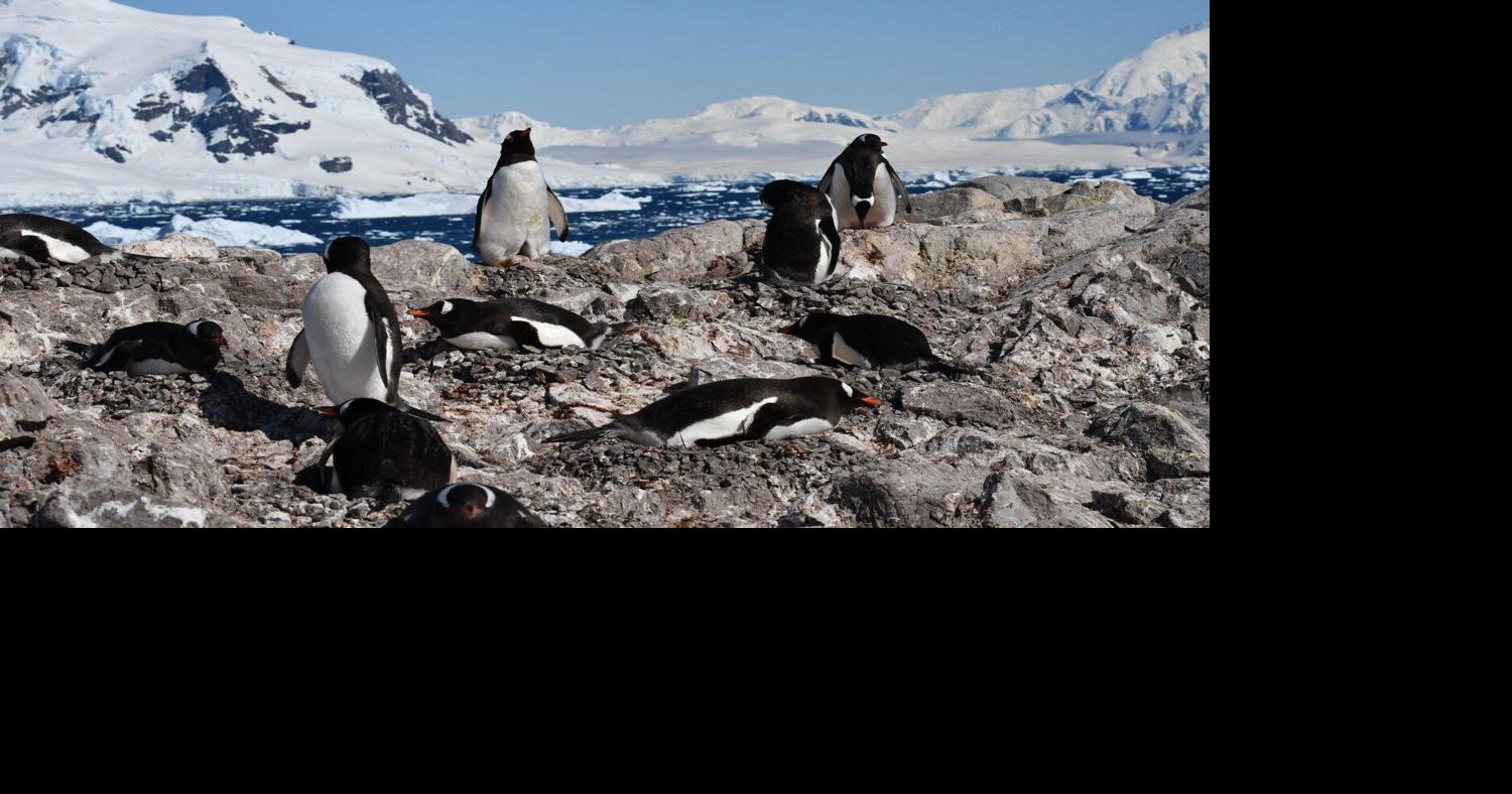 Study shows climate change shifts penguins’ breeding season | National ...