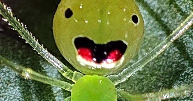 Spider with ‘happy face’ discovered in the Himalayas | National | news ...