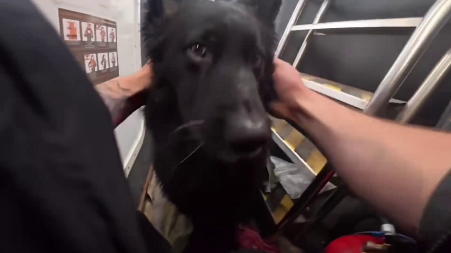 Dog rescued after floating out to sea on kayak | National | news ...