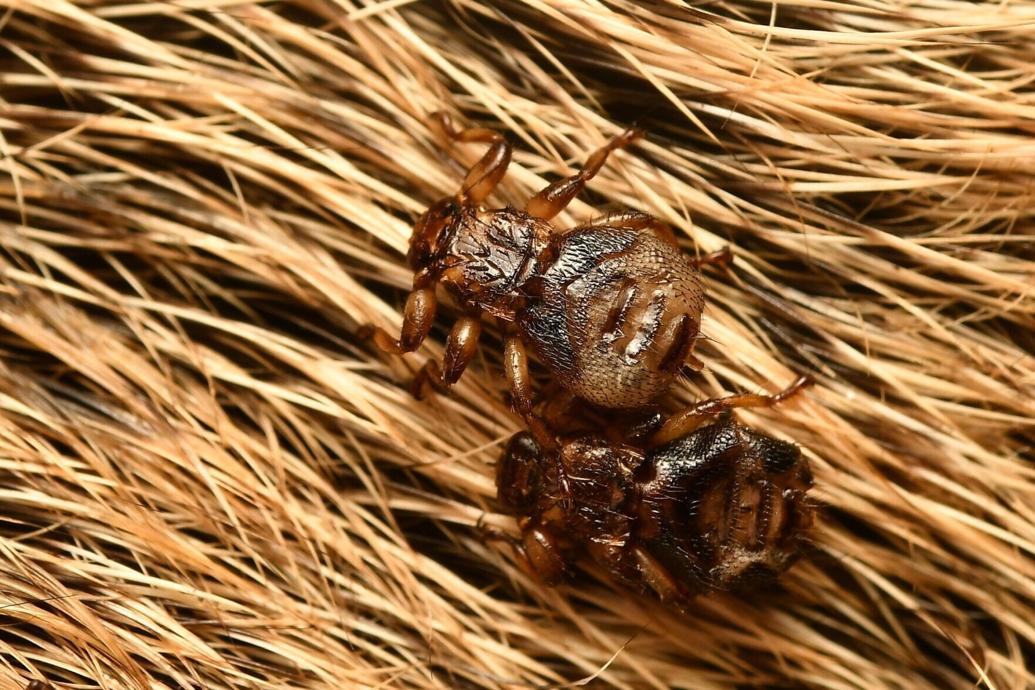 Research reveals fly ‘sacrifices’ sight after finding host to live on ...
