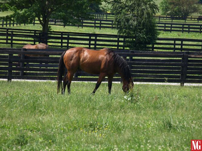 Summertime at Old Friends Farm | Gallery | news-graphic.com