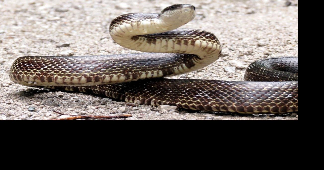 Keeping yourself and your pets safe around snakes | | news-herald.net