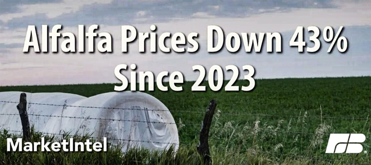 Alfalfa prices continue in red | Agriculture | news-shield.com