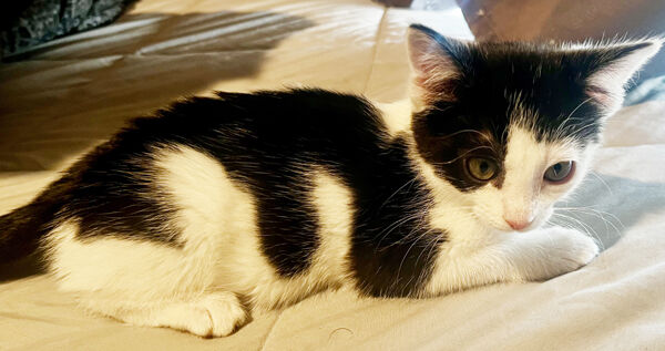Kitten mischief | Community News | news-shield.com