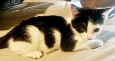 Kitten mischief | Community News | news-shield.com