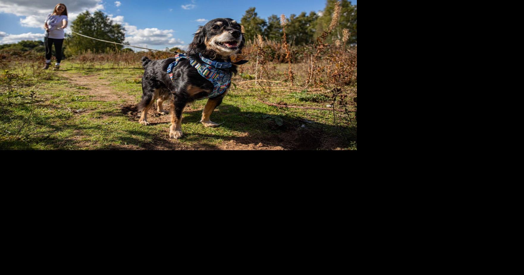Stray dog saved from death now pet detective sniffing out lost animals ...
