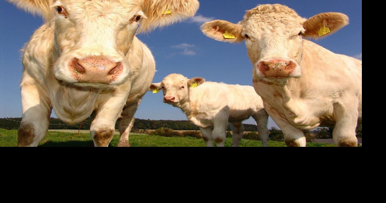 How bacteria from cows could help fight hospital superbugs | Homes ...