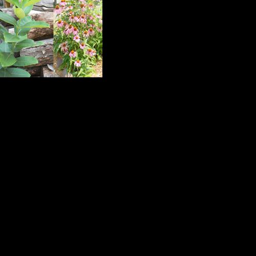 Landowner’s pollinators boost ecosystem; Mike Wold Farm | Free News ...