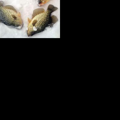 It was the catch of a lifetime for Ladysmith man who caught "golden ...