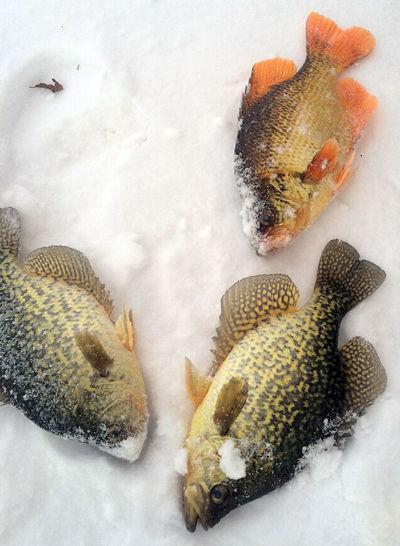 It was the catch of a lifetime for Ladysmith man who caught "golden ...