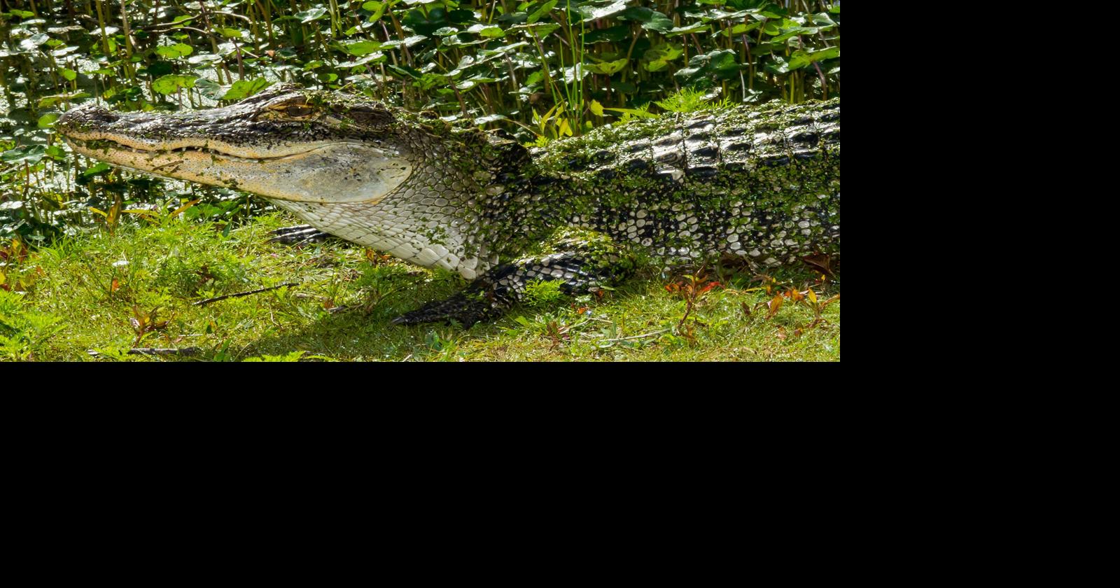 Many ‘nuisance alligators’ killed each year in Florida