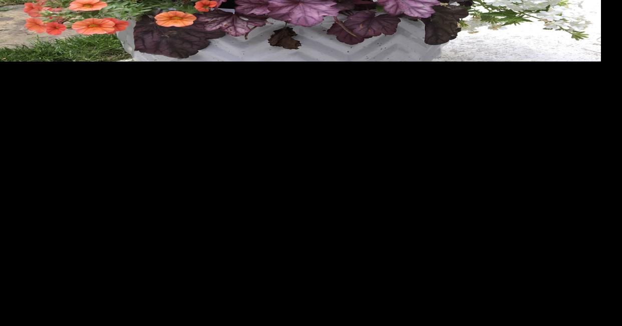 On Gardening: Dolce Appletini, Primo Wild Rose create heuchera heaven