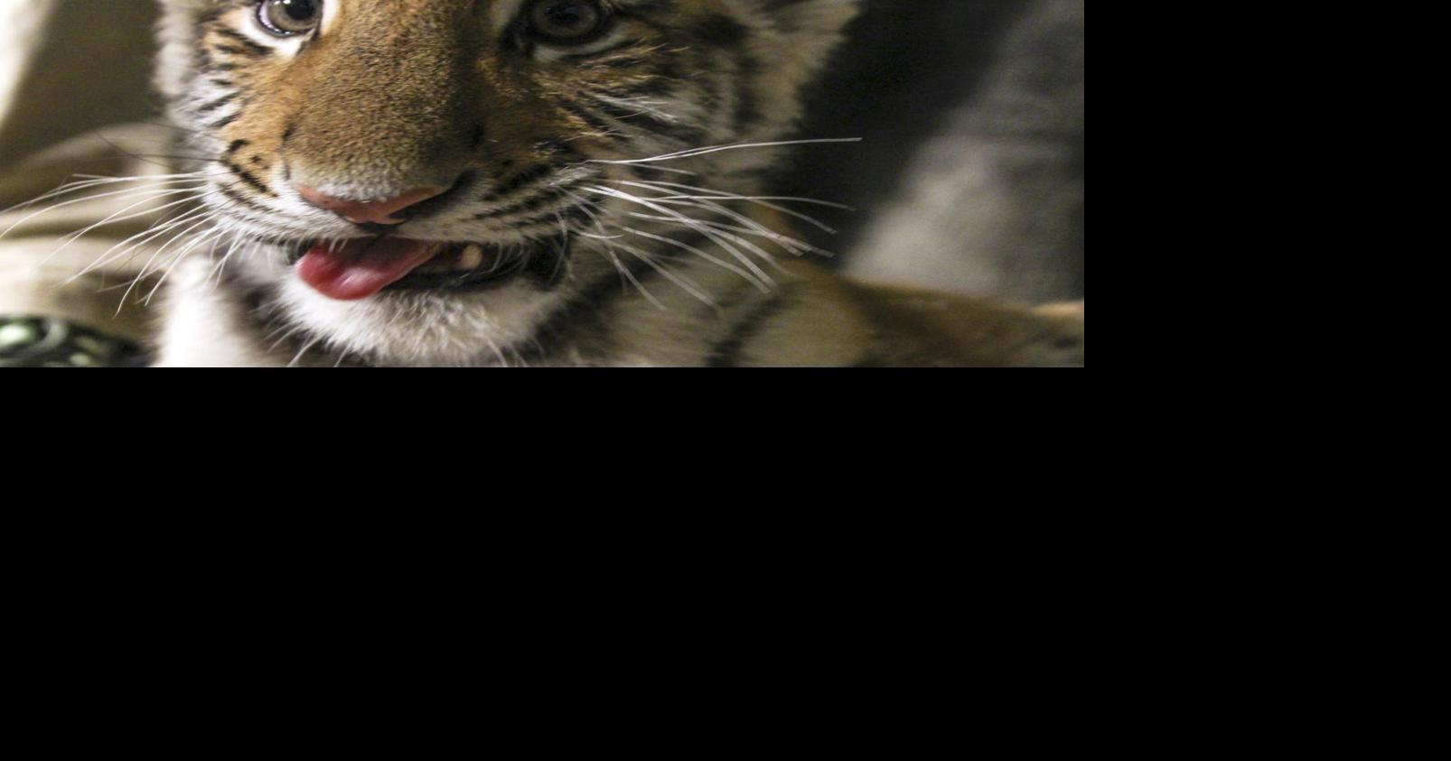Photos: Meet Amur, the hand-raised tiger cub from Milwaukee