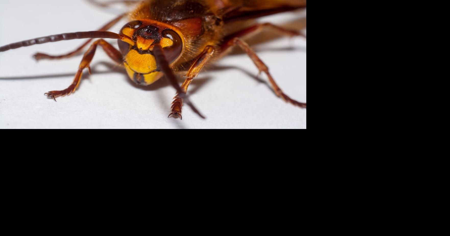 Q&A: Some things to know about the 'murder hornet,' now in the US