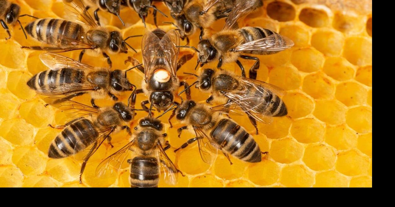 The plight of bees and efforts to protect them