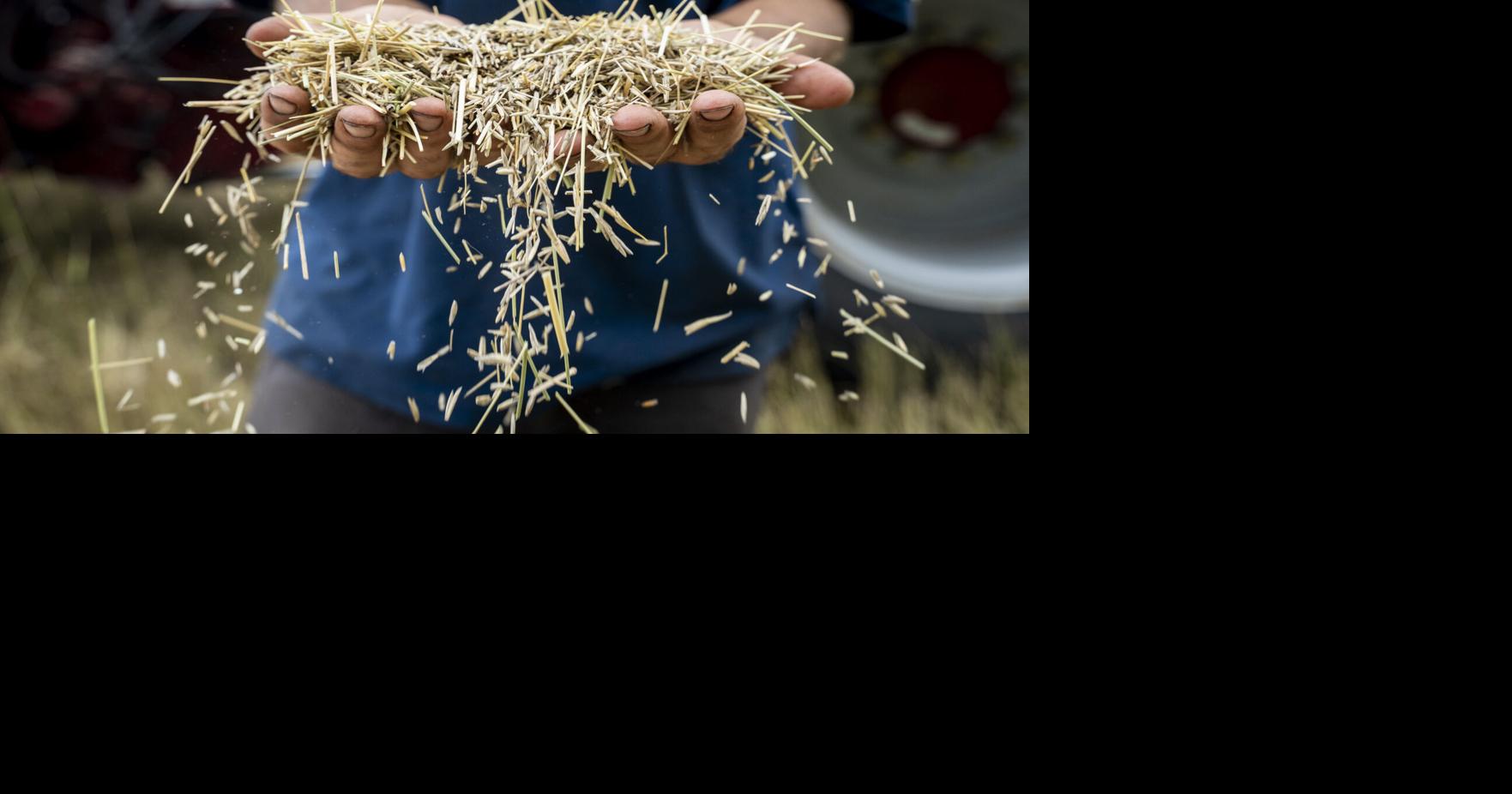Consumers have yet to develop a taste for Kernza, the environmental ...
