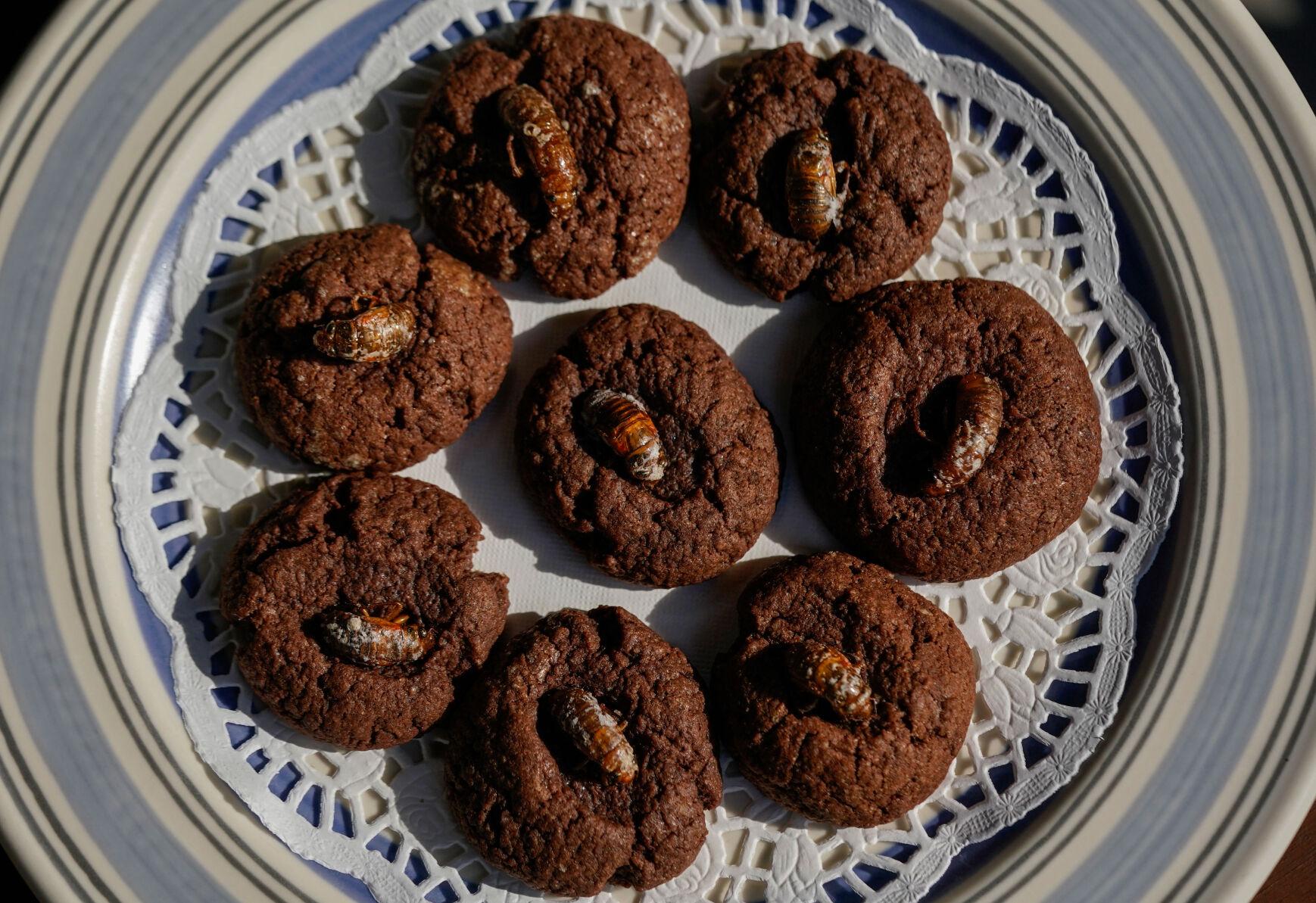 Yes, cicadas are edible. They can adorn cookies, be deep-fried and more ...