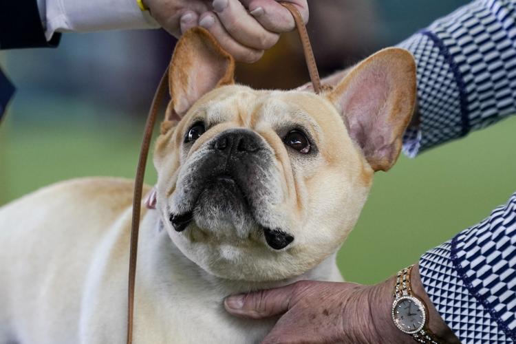 The Frenchie becomes a favorite — and a dog-show contender