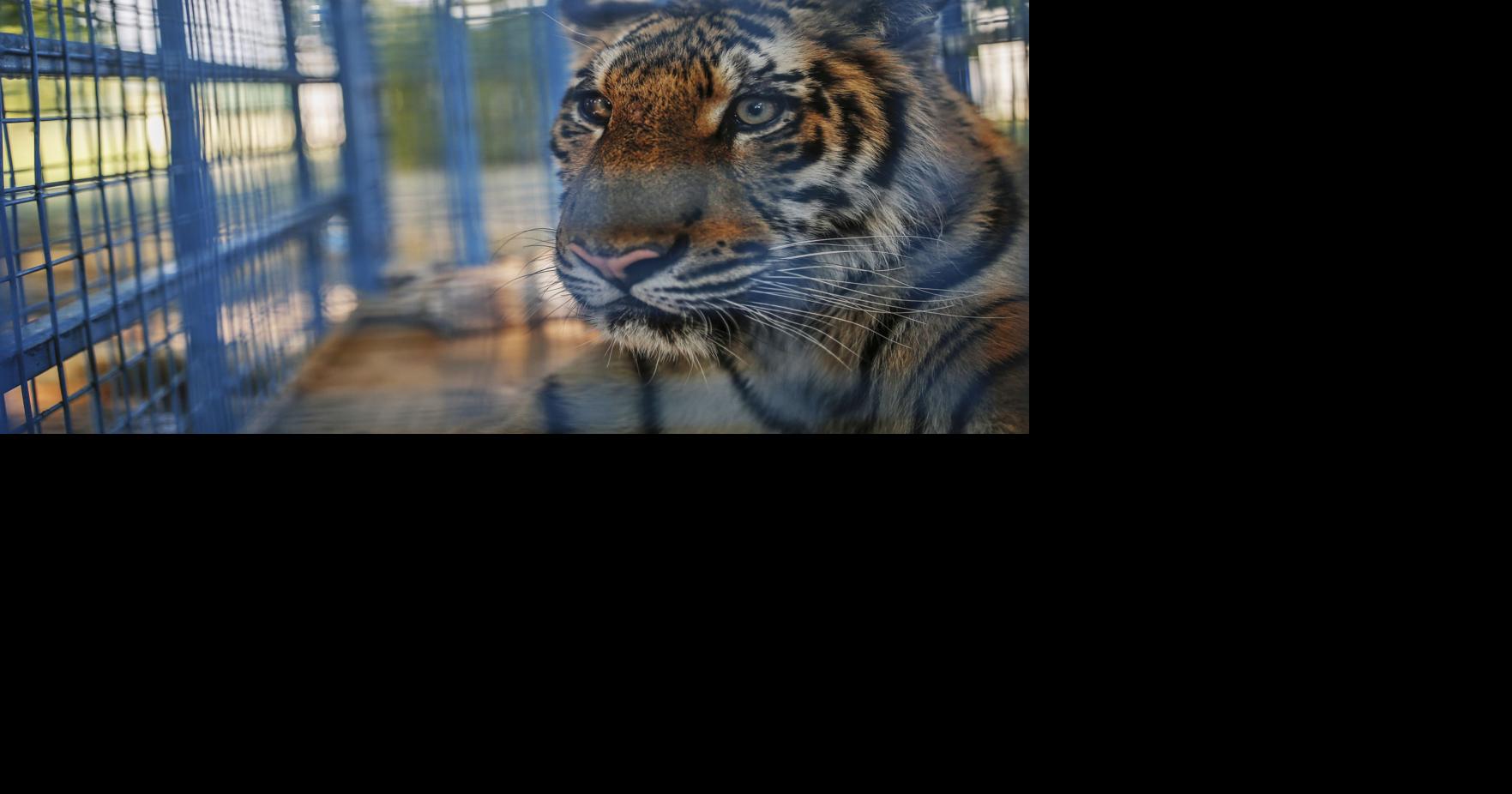Photos: Charity comes to the rescue for zoo animals trapped in Syria