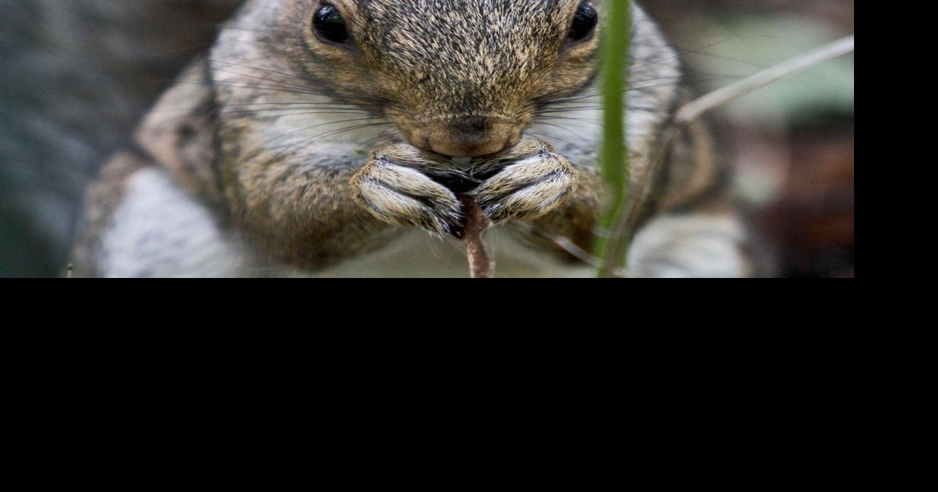 Serial squirrel: Fierce rodent terrorizes New York City residents