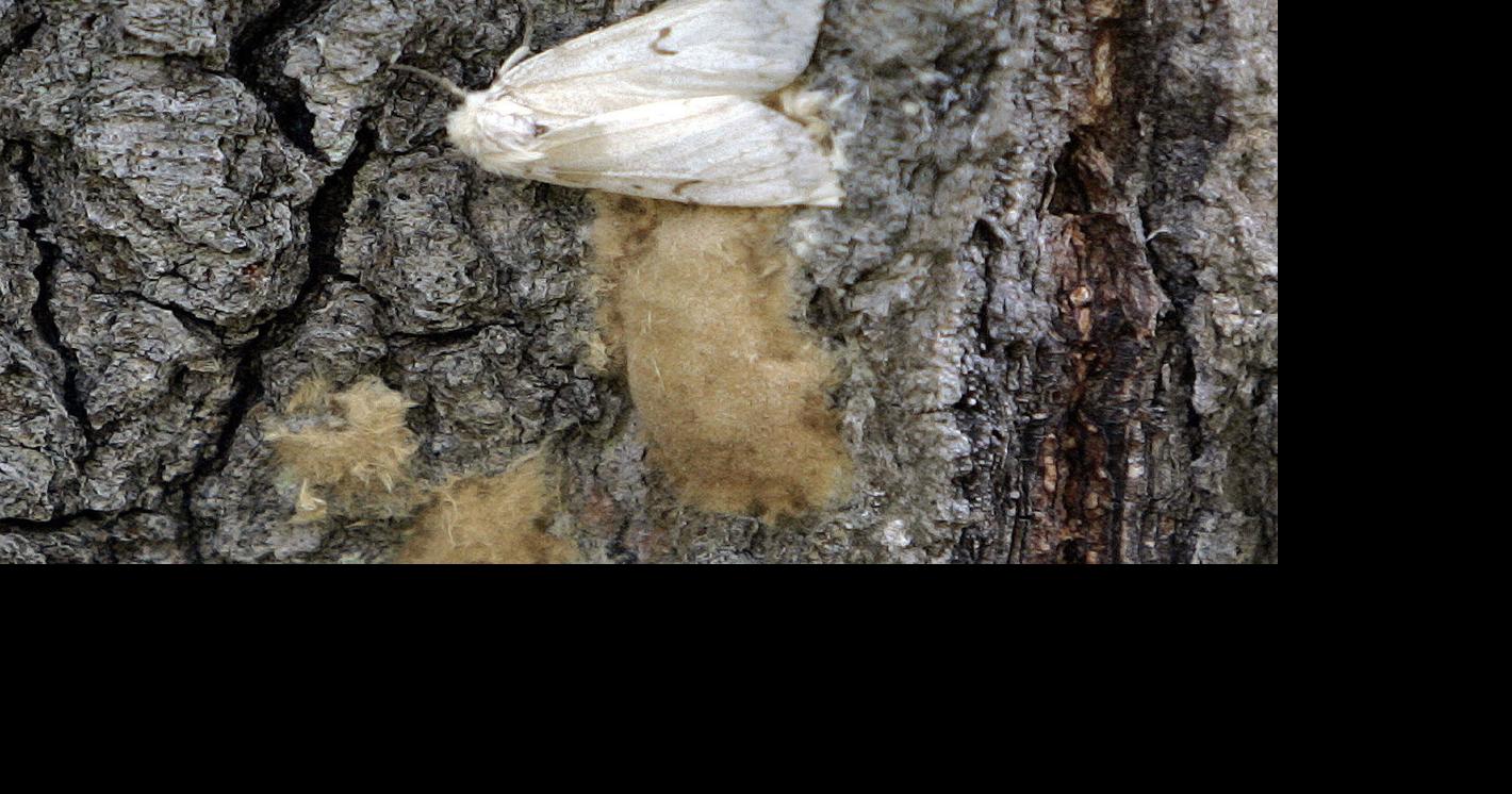Bug experts seeking new name for destructive gypsy moths