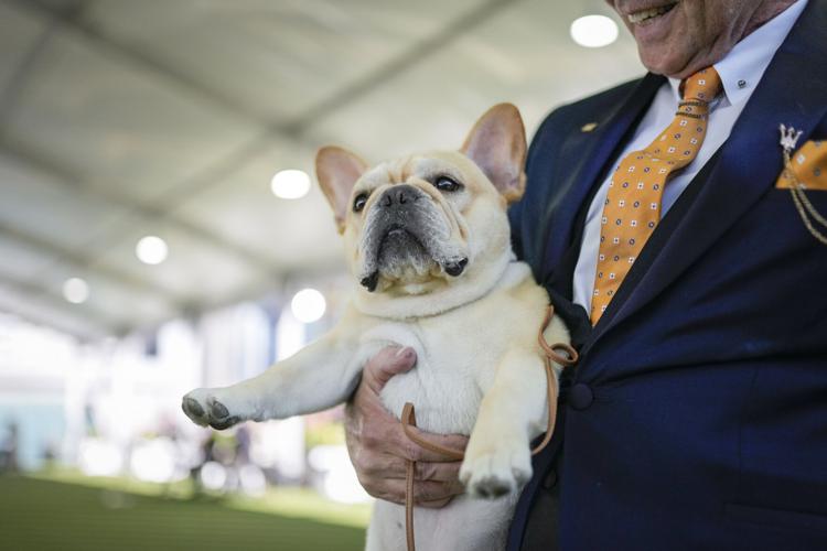 The Frenchie becomes a favorite — and a dog-show contender