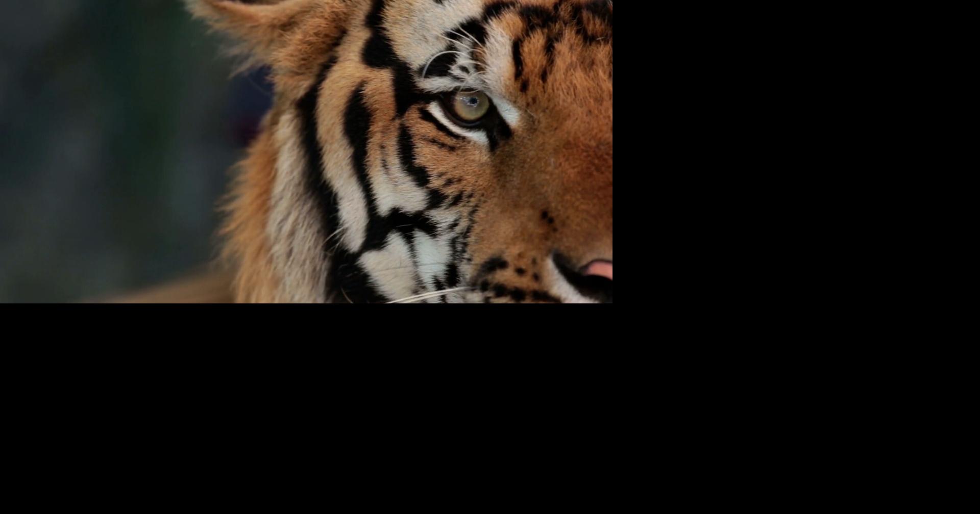 Search underway for tiger on the loose in Tennessee