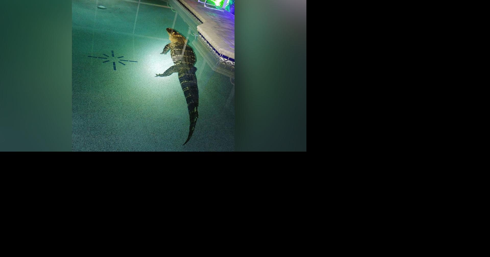 550-pound alligator goes for a dip in Florida family's swimming pool