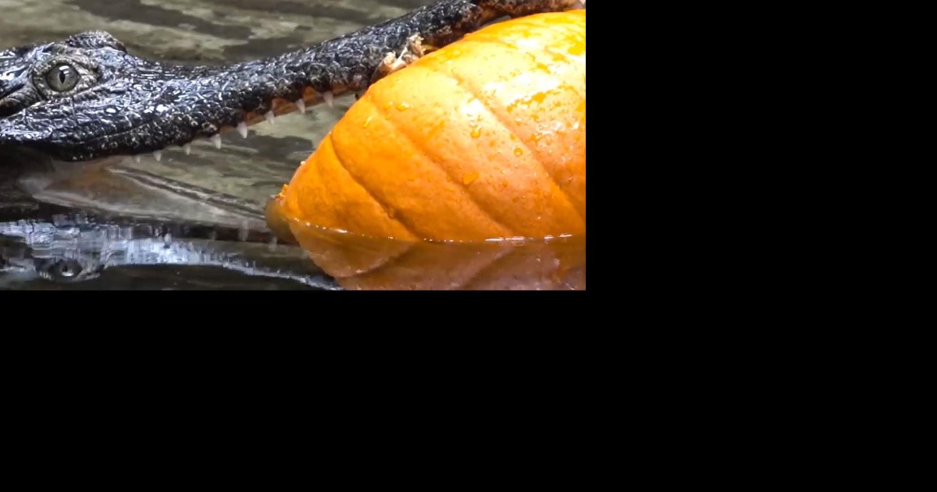 Animals at the Oregon Zoo celebrates 'Croctoberfest' with a pumpkin hunt