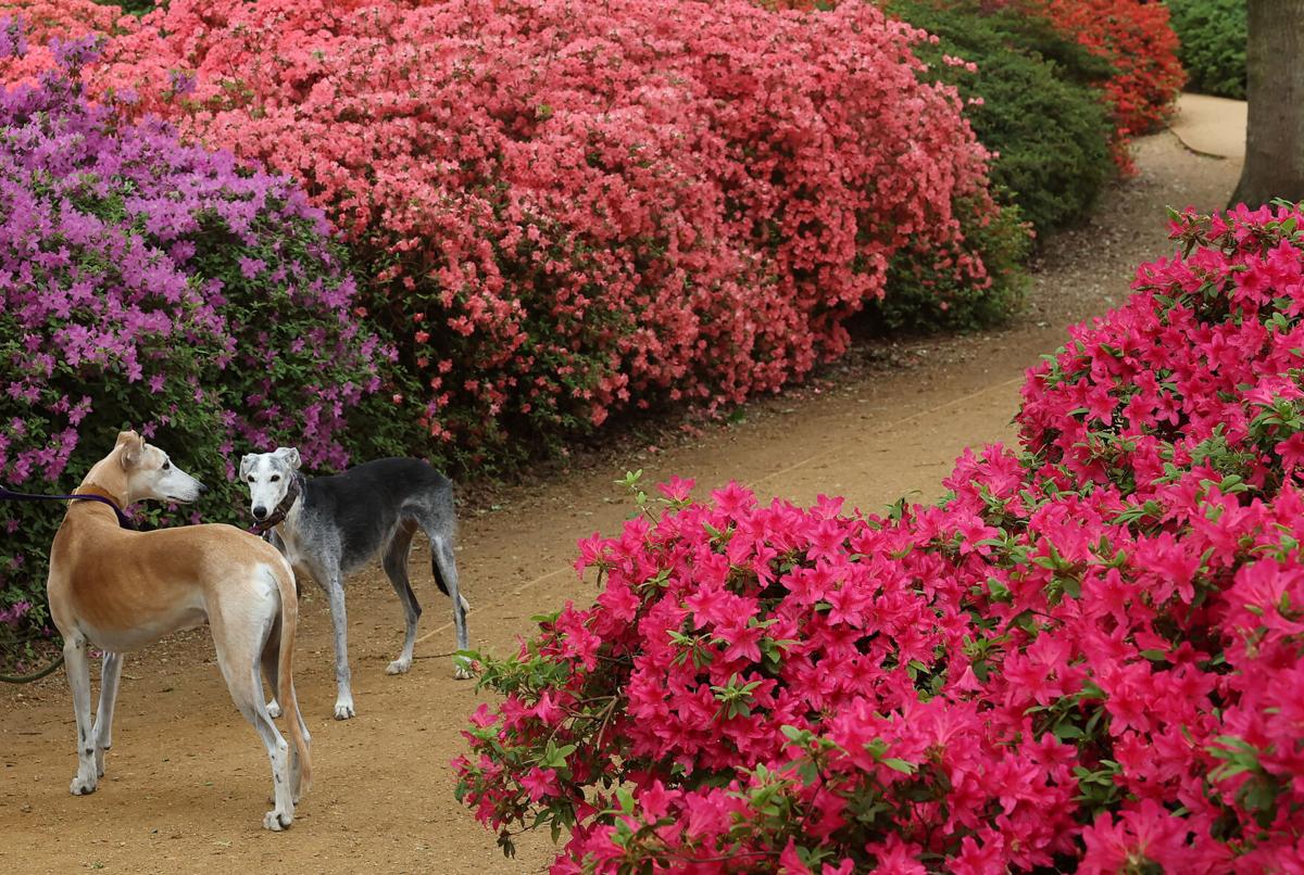 8 common garden plants that are toxic for dogs