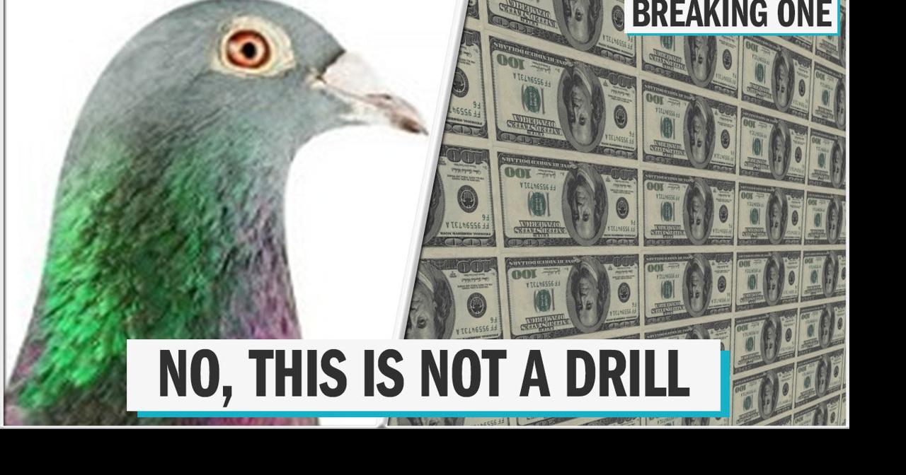 Armando the Pigeon just sold for $1.4 million at auction (true story)